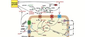 Seminario | Mitochondrial Uncoupling Protein 2 (UCP2): a master ...